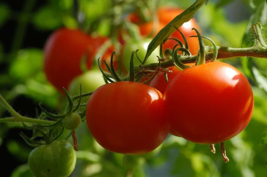 The 5 Top Tomato Growing Tips for Growing Tomatoes at Home