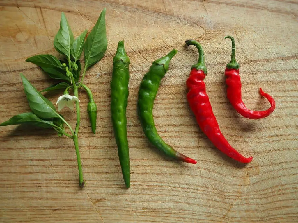 How To Grow Hot Peppers Grow Chili Peppers From Seed