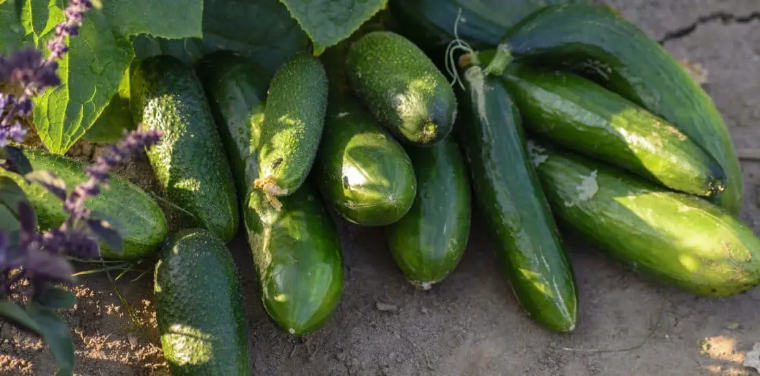 Different Types of Cucumbers | Top Cucumber Varieties | The Best ...