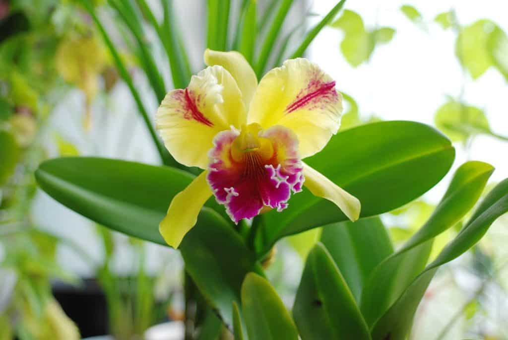 Different Types of Orchids | Pick the Right Orchid for Your Home - The ...