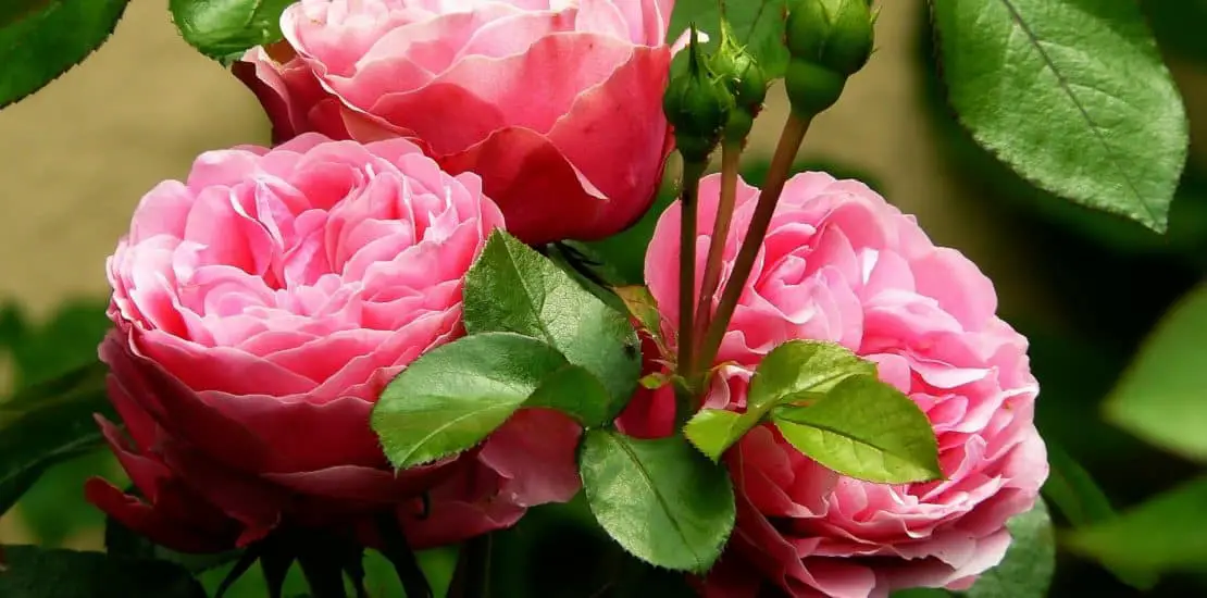 How Many Types Of Roses Are There The Best Gardening Info