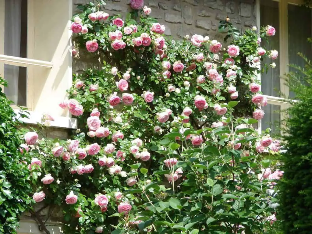 Best Climbing Roses For Your Garden in 2024 - The Best Gardening Info