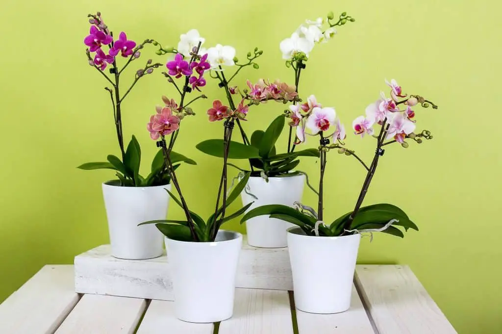 How To Plant An Orchid | Ideal Soil Medium, Pots, and Fertilizers for ...
