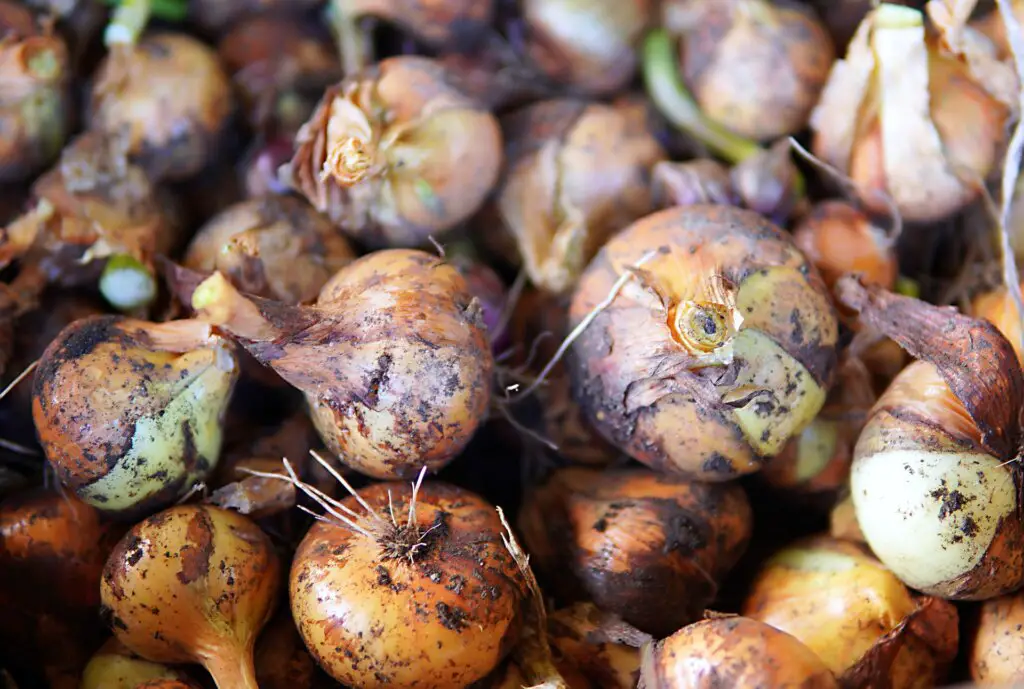 Planting Onion Bulbs: A Complete Guide | TheBestGardeningInfo