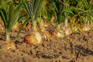 How to Plant a Sprouted Onion: 7-Step Guide | TheBestGardeningInfo