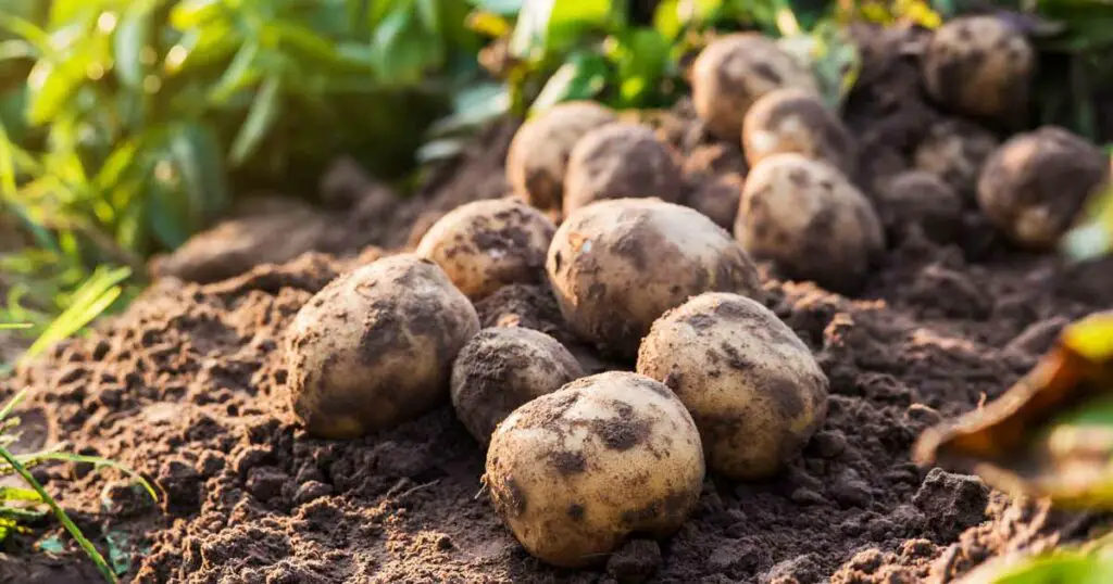 Potato Plant Spacing: How Far Apart to Plant? | TheBestGardeningInfo