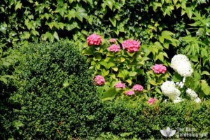14 Stunning Deer-Resistant Shrubs for Your Garden - The Best Gardening Info